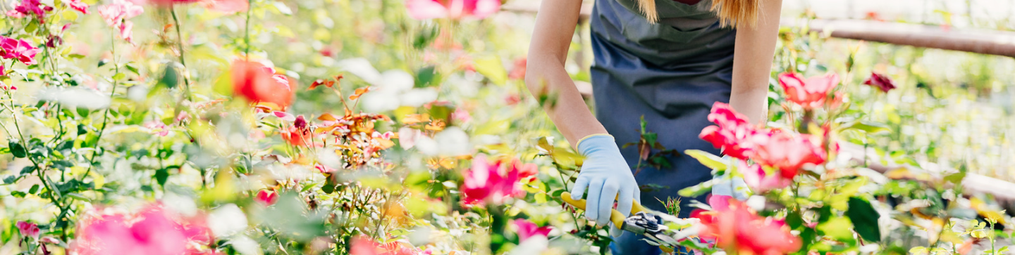 Planting the Seeds of Security | KSKJ Life